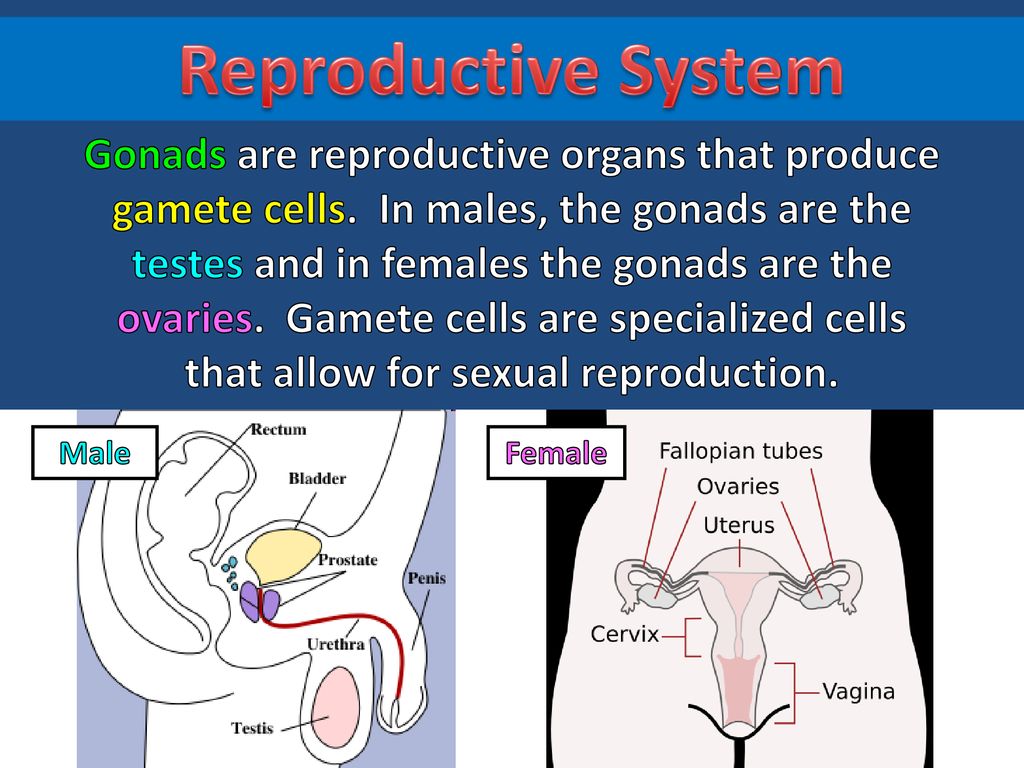 Regulation And Reproduction Ppt Download
