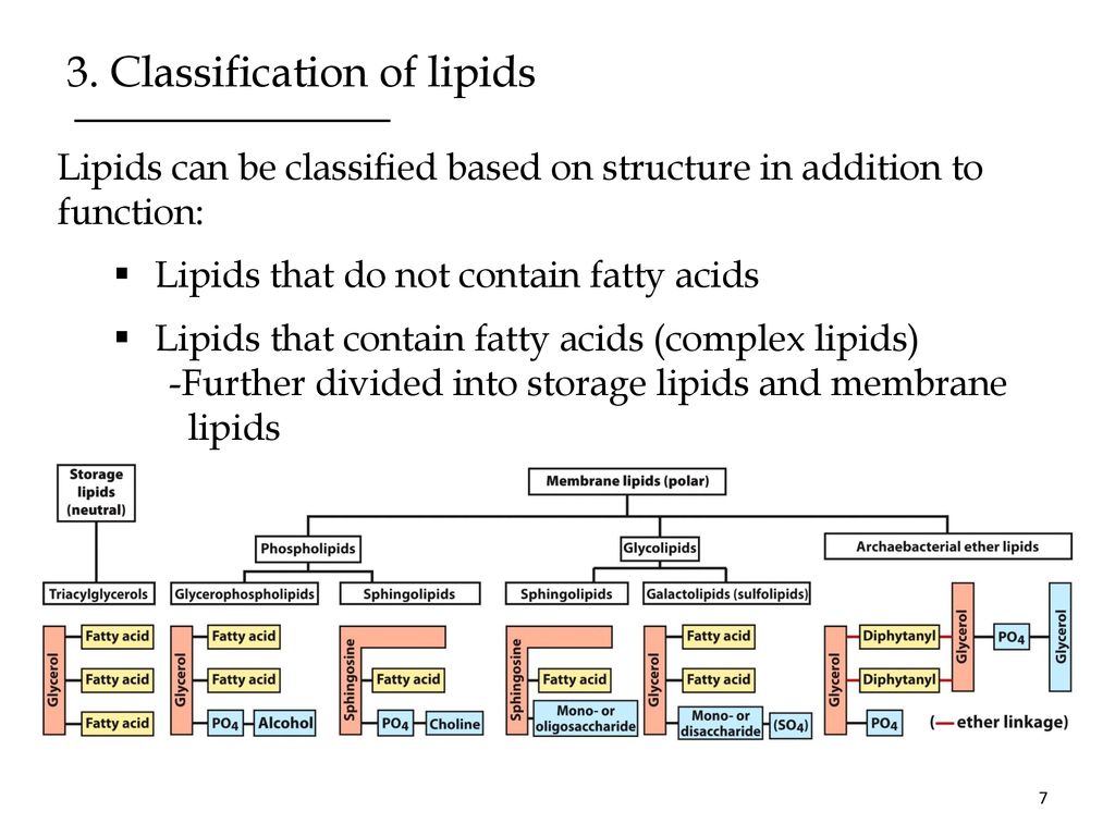 Lipids Structure Function And Classification Of Lipids Lipids Structure Function And Classification Of Lipids