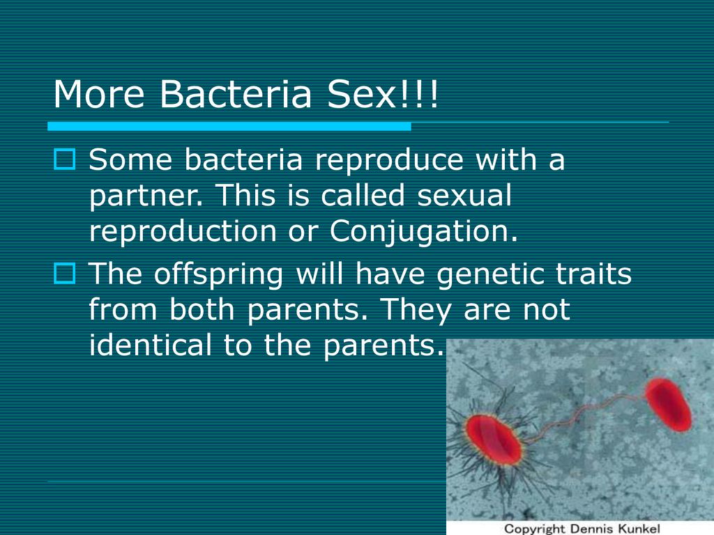 Bacteria Notes Ppt Download
