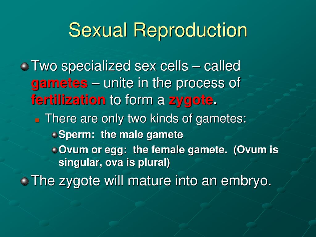 Cellular Reproduction And Mitosis Ppt Download