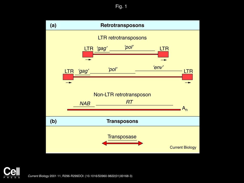 Genome Evolution Sex And The Transposable Element Ppt Download