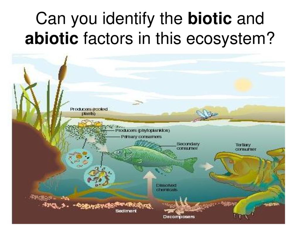 Biotic Components Of Ecosystems — Definition Examples, 48% OFF Biotic Components Of Ecosystems — Definition Examples, 48% OFF