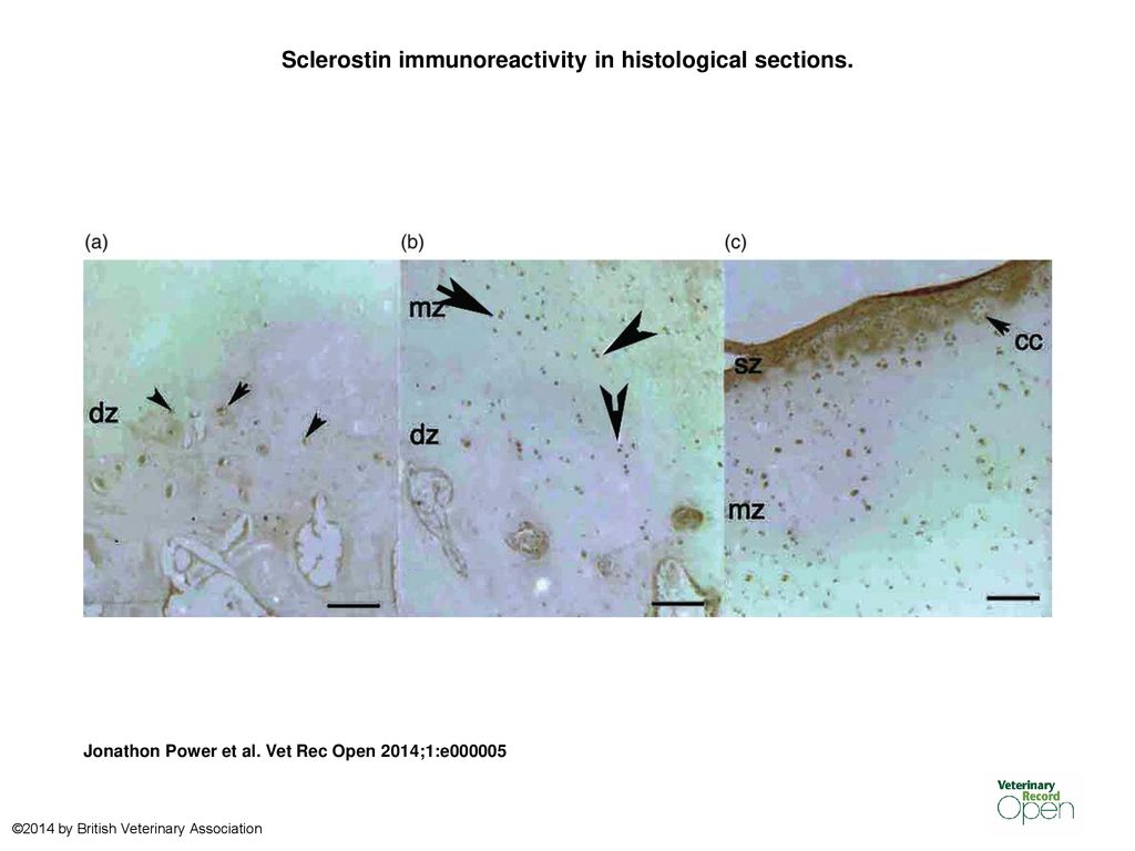 Sclerostin Immunoreactivity In Histological Sections Ppt Download