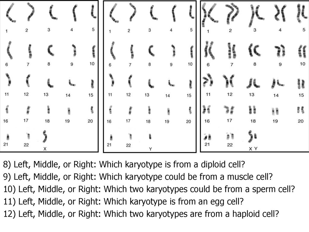 Chromosomes Ppt Download