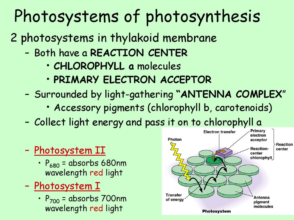 AP BIOLOGY PHOTOSYNTHESIS Chapter 10 Light Reactions - ppt download