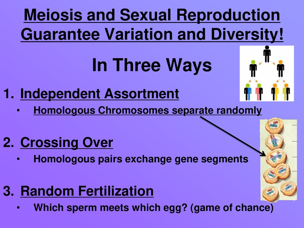 Meiosis Ppt Download