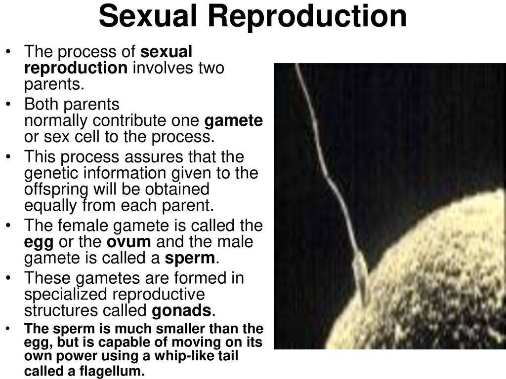 Sexual Reproduction The Process Of Sexual Reproduction Involves Two