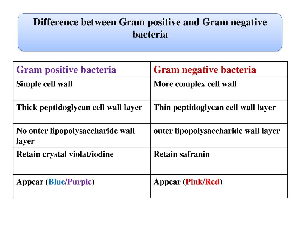 Gram Positive Vs Gram Negative Slide Gram Positive Vs Gram Negative Slide