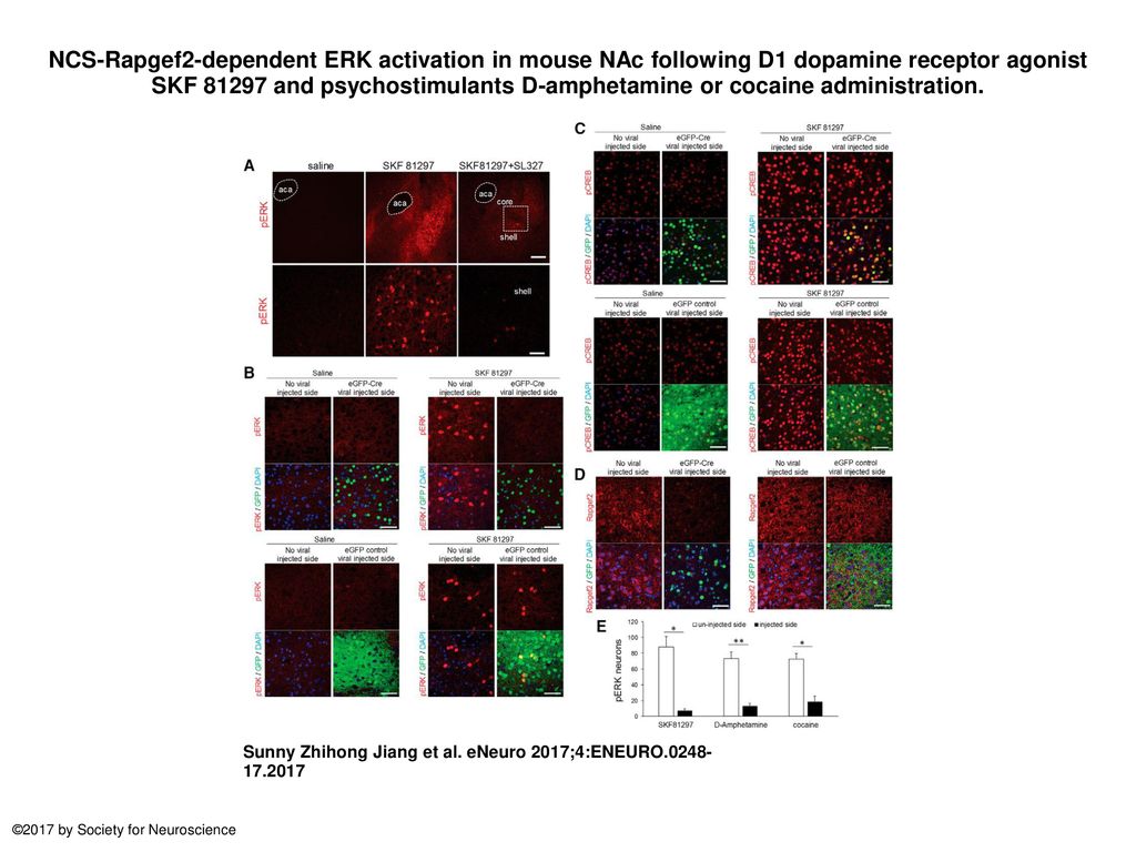 Ncs Rapgef2 Dependent Erk Activation In Mouse Nac Following D1 Dopamine