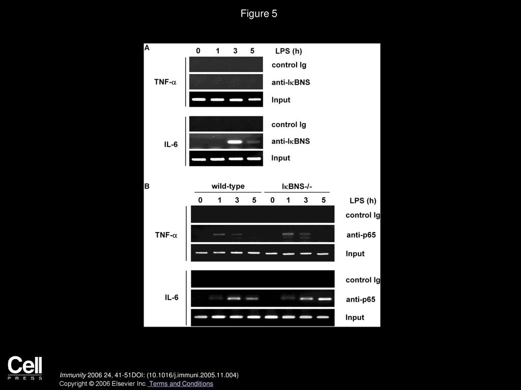 Volume 24 Issue 1 Pages January 2006 Ppt Download