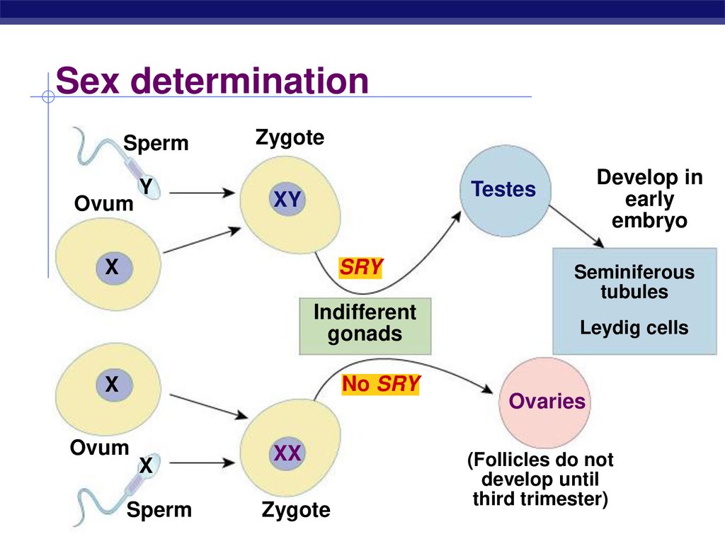 Fertilization Ppt Download
