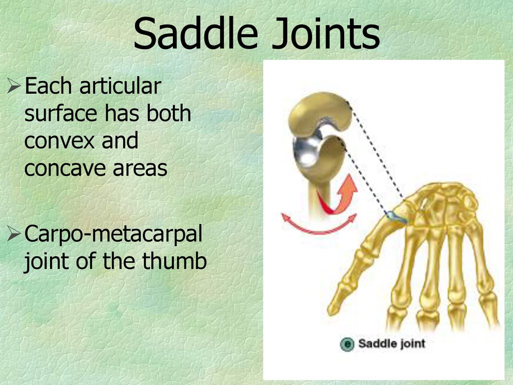 Lab 5 The Appendicular Skeleton, Fetal Skeleton & the Joints - ppt download Lab 5 The Appendicular Skeleton, Fetal Skeleton & the Joints - ppt download