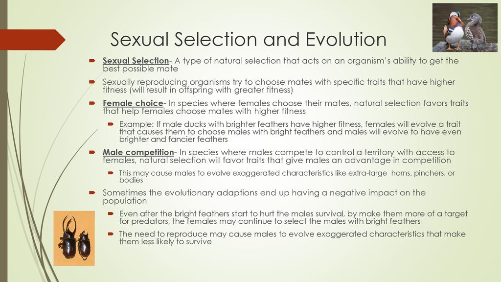 Evolution And Natural Selection Ppt Download