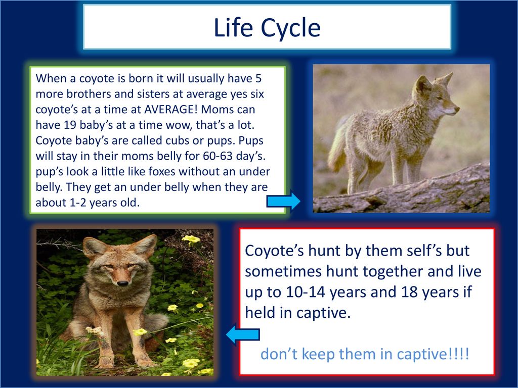 Coyote Life Cycle