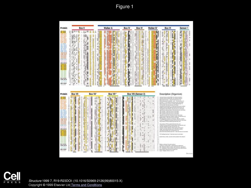 Volume 7, Issue 2, Pages R19-R23 (February 1999) - ppt download Volume 7, Issue 2, Pages R19-R23 (February 1999) - ppt download