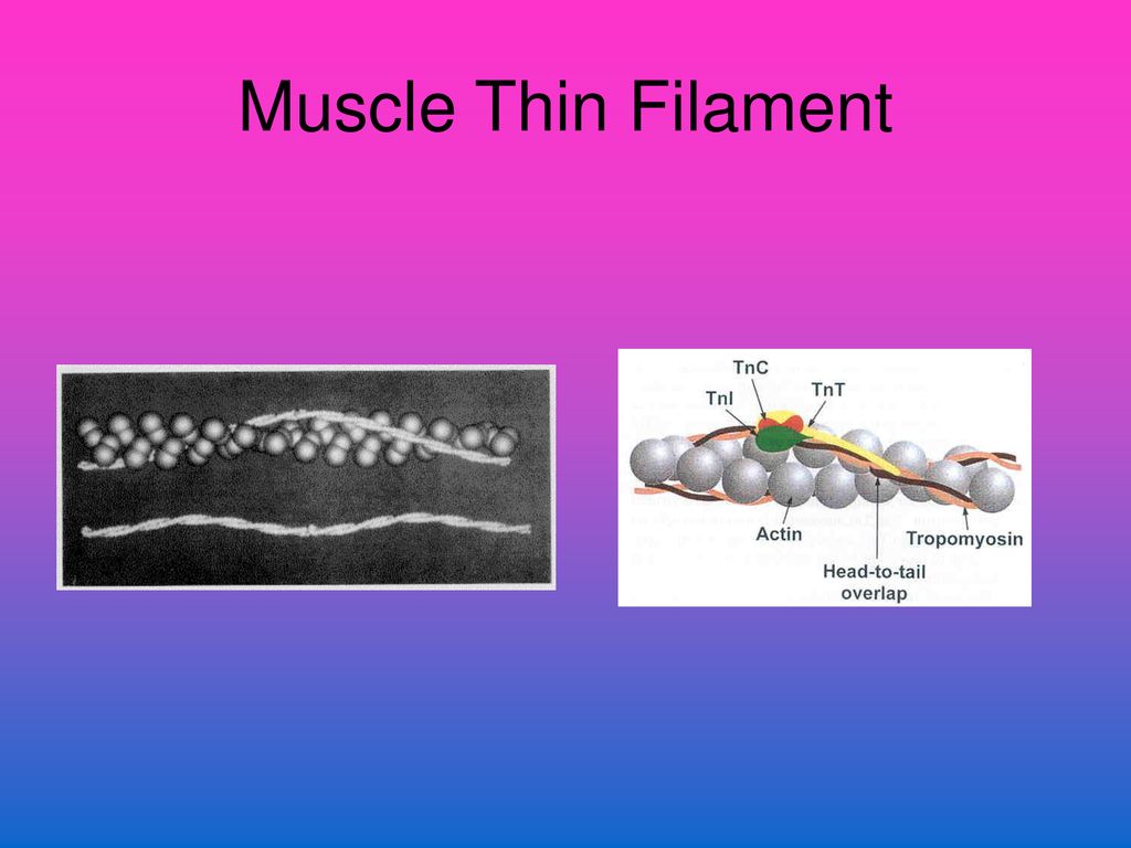 W. Lehman, R. Craig, P. Vilbert Nature, 1994, 386: - ppt download