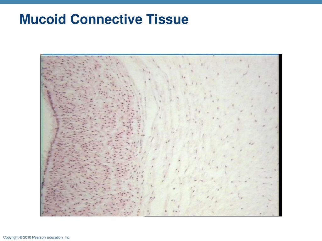 Histology Ii Mike Clark M D Ppt Download