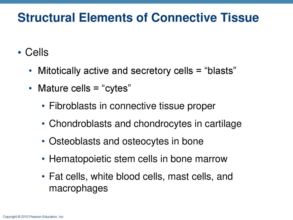 Histology Ii Mike Clark M D Ppt Download