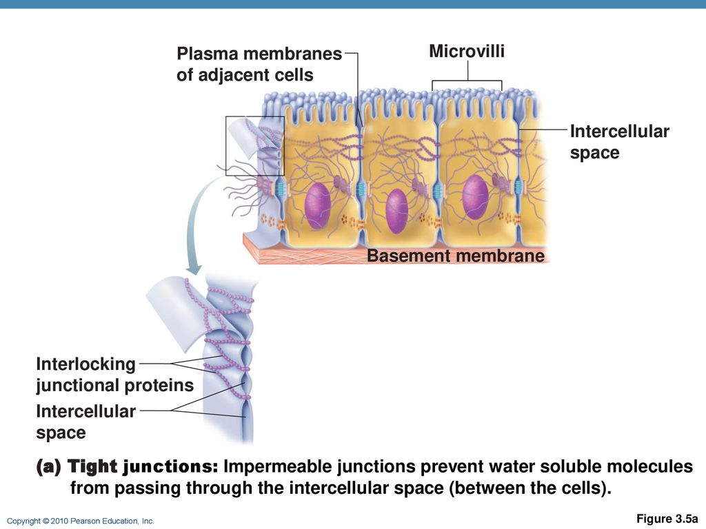 Histology Mike Clark M D Ppt Download