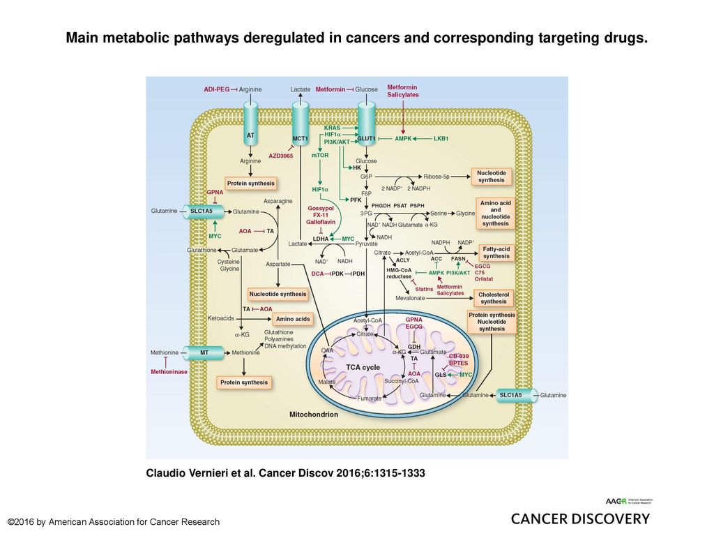 Main Metabolic Pathways Deregulated In Cancers And Corresponding