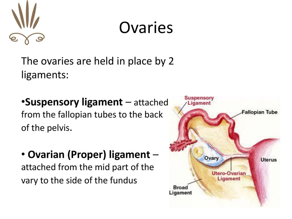 Clare Blake N D Fertility Massage Therapy And Training Ppt Download
