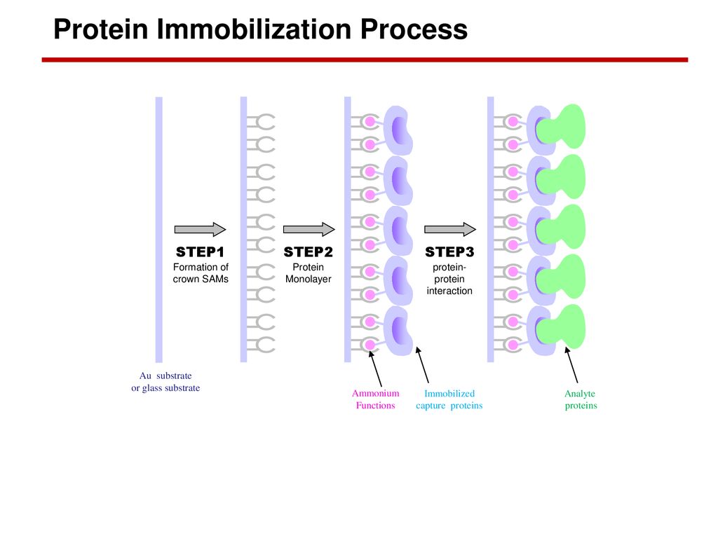 Bioinorganic And Immunoassay Group Seoul Womens University Ppt Download