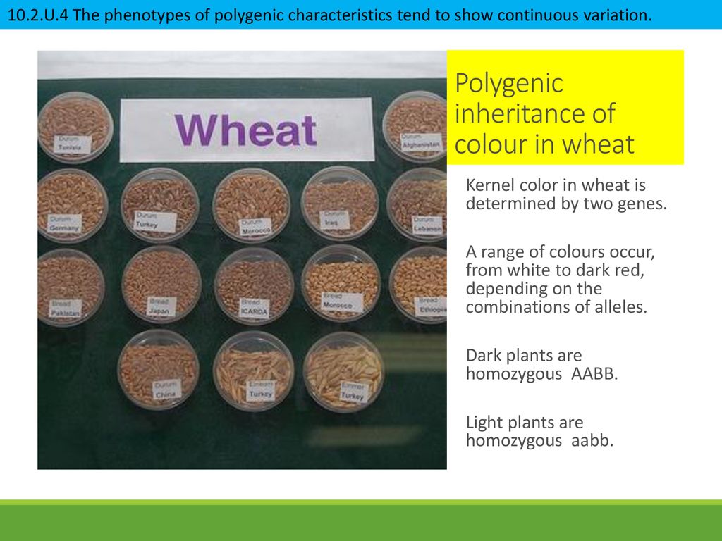 Polygenic Inheritance Examples In Plants Polygenic Inheritance Examples In Plants
