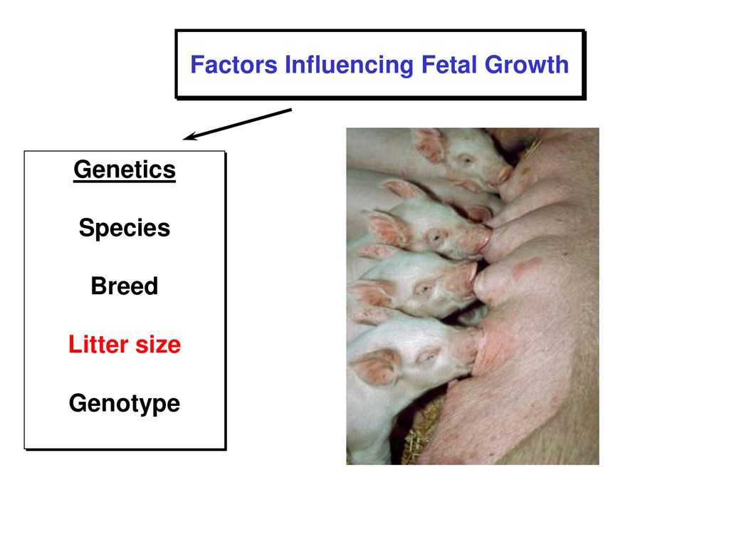 Lecture 20 Pregnancy And Fetal Development Ppt Download