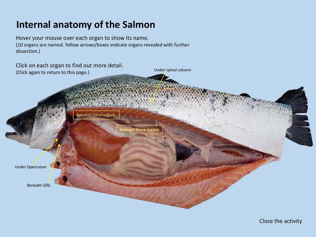 Fish Internal Organs Vector Art Diagram Anatomy With Labels, 50% OFF Fish Internal Organs Vector Art Diagram Anatomy With Labels, 50% OFF