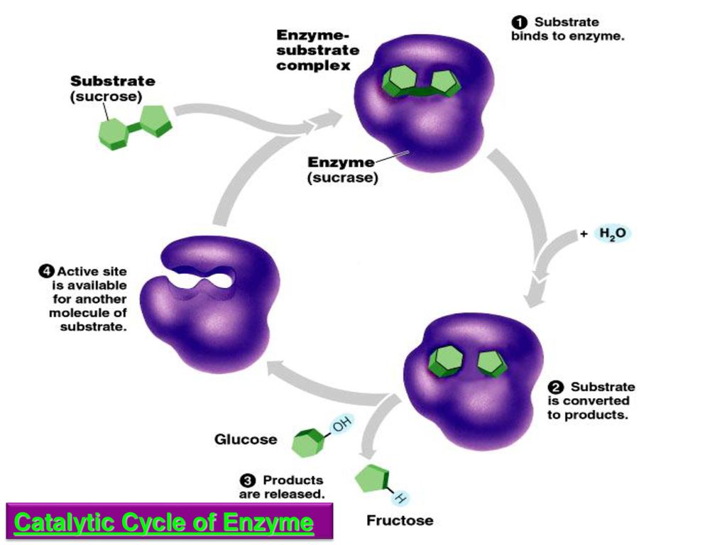 Catalytic Enzyme Cycle Catalytic Enzyme Cycle