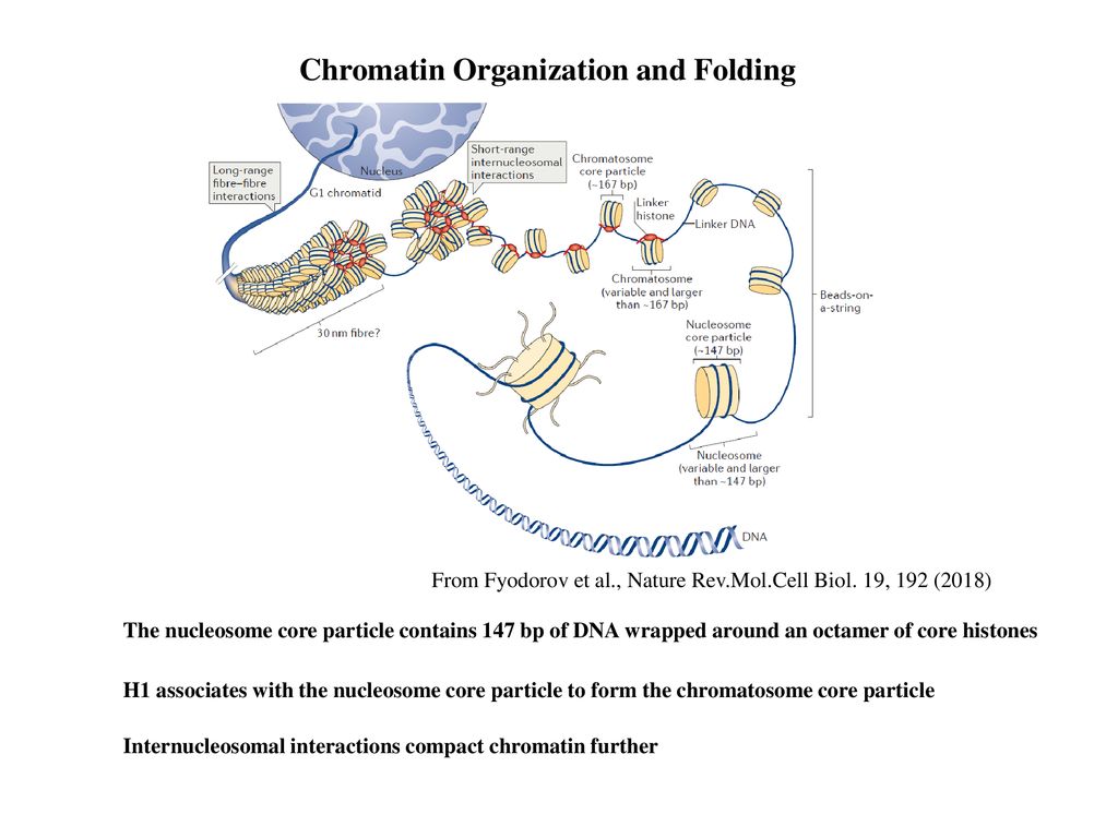 Appearance Of Chromatin Depends On Salt Concentration Ppt Download