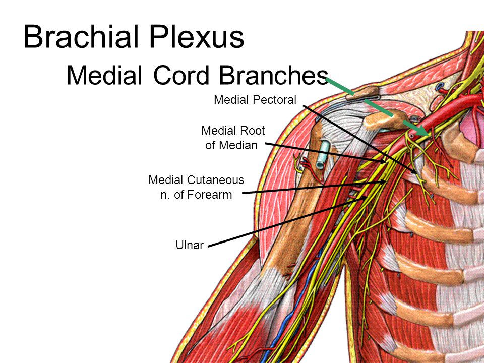 Brachial Plexus Simplified With Mnemonics Epomedicine, 41% OFF Brachial Plexus Simplified With Mnemonics Epomedicine, 41% OFF