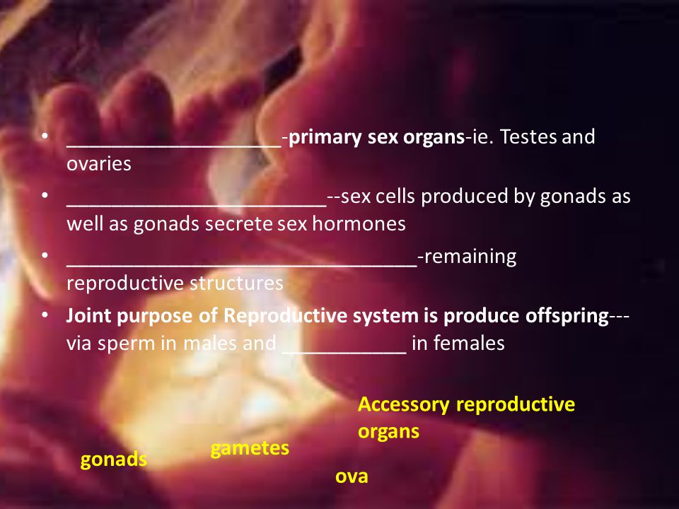 The Reproductive System Ppt Download