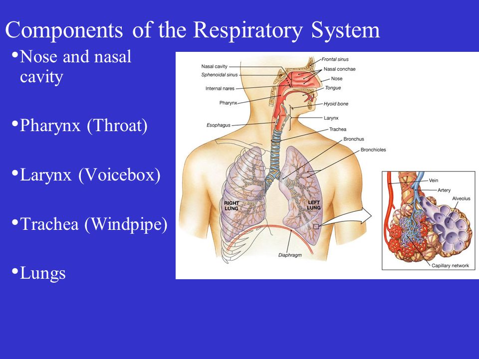 Review Sheet 24 Respiratory System Physiology 80+ Pages Summary [1.9mb ... Review Sheet 24 Respiratory System Physiology 80+ Pages Summary [1.9mb ...