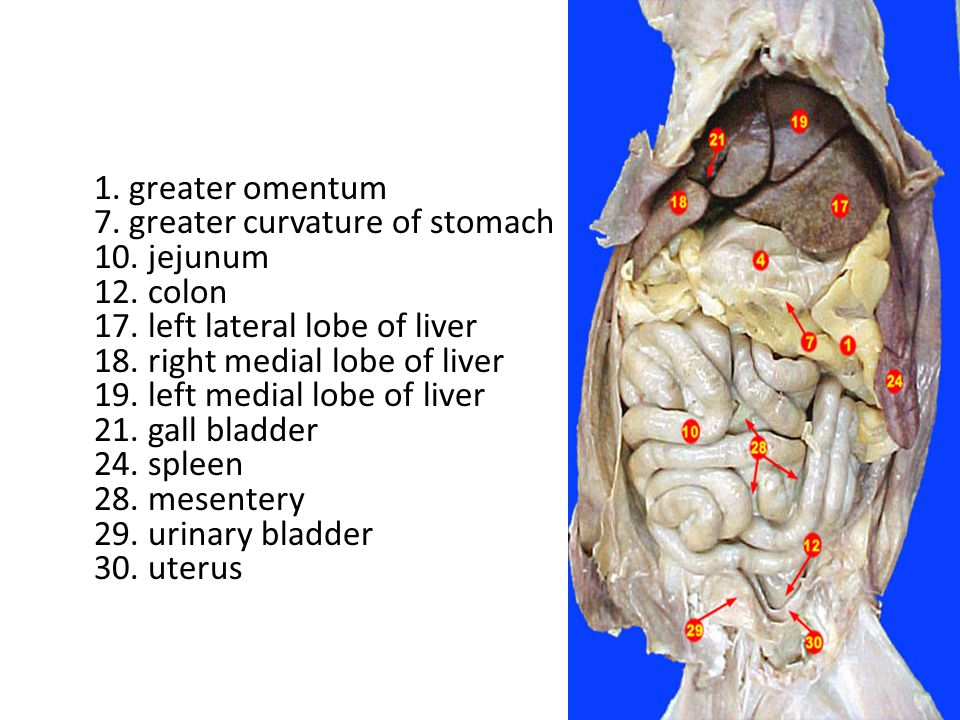 Greater Omentum Vs Lesser Omentum Cat Greater Omentum Vs Lesser Omentum Cat