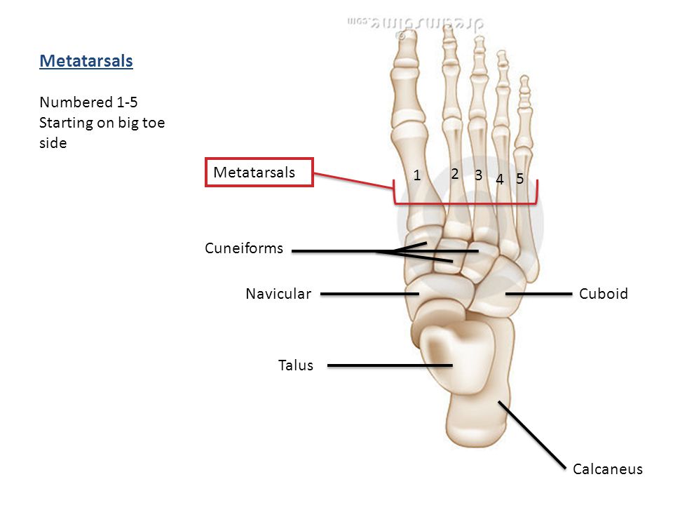 Foot Bones Anatomy And Mnemonic Tarsals Metatarsals P - vrogue.co Foot Bones Anatomy And Mnemonic Tarsals Metatarsals P - vrogue.co