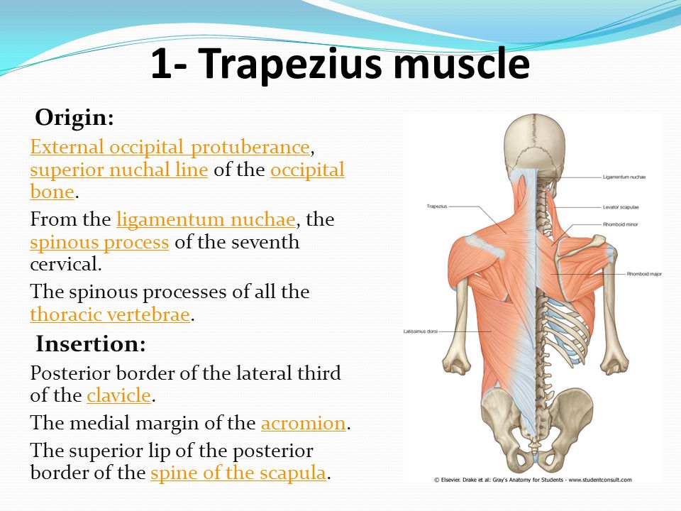 Trapezius Origin And Insertion Trapezius Origin And Insertion