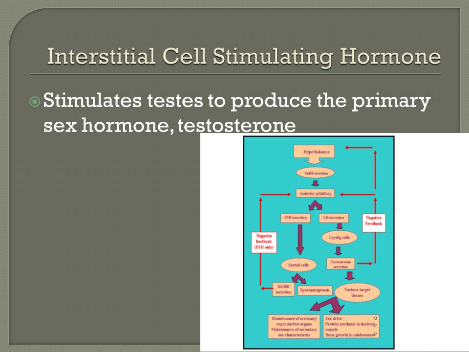 Male Reproductive System Ppt Download