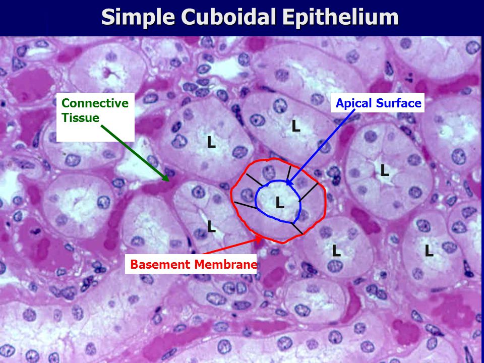 Histology: Epithelial Tissue: Simple Cuboidal Tissue Types,, 50% OFF Histology: Epithelial Tissue: Simple Cuboidal Tissue Types,, 50% OFF
