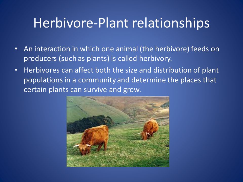 Herbivore Plant Relationship