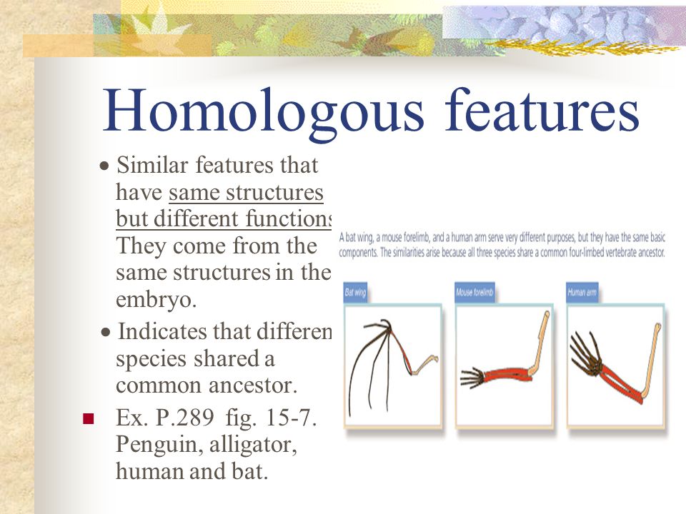 Analogous Structures Vs Homologous Structures Analogous Structures Vs Homologous Structures