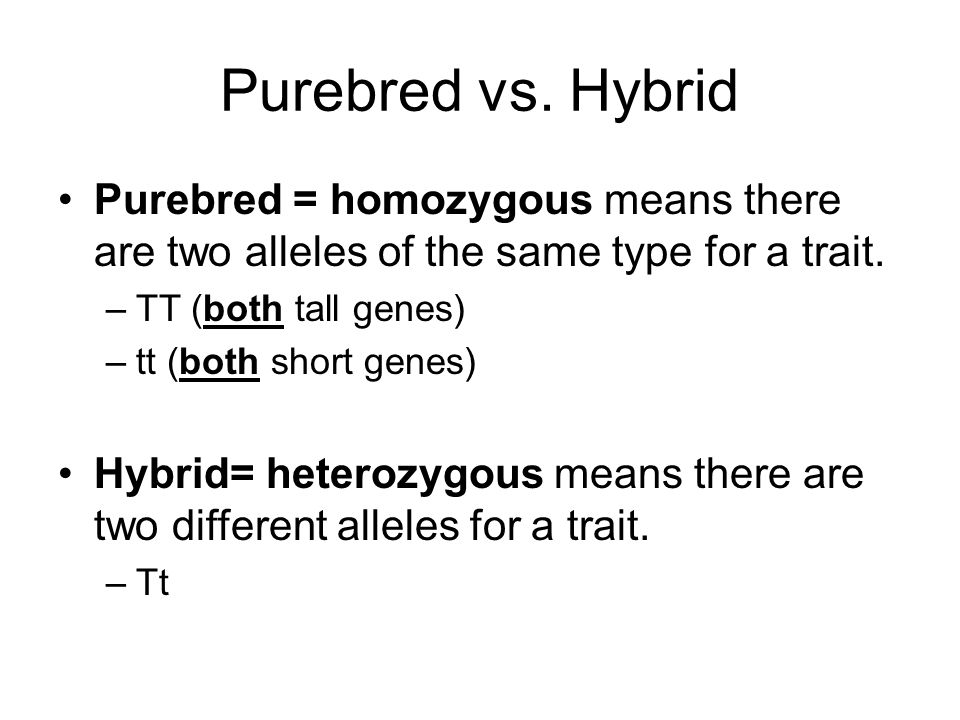 Purebred Genetics Definition