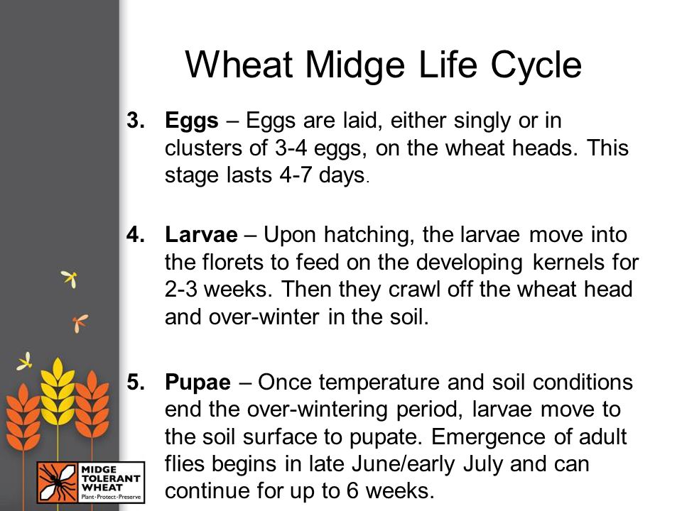 Midge Life Cycle