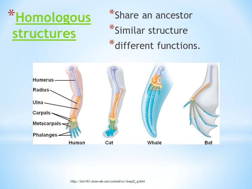 Homologous Vs Analogous Structures Homologous Vs Analogous Structures