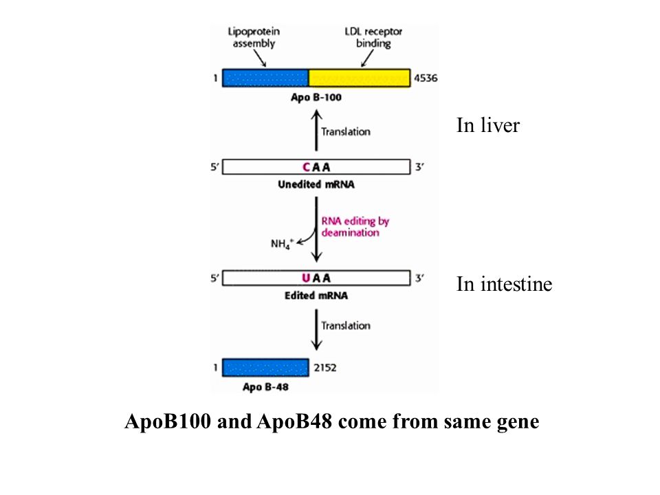 Apolipoprotein An Overview ScienceDirect Topics, 59% OFF Apolipoprotein An Overview ScienceDirect Topics, 59% OFF