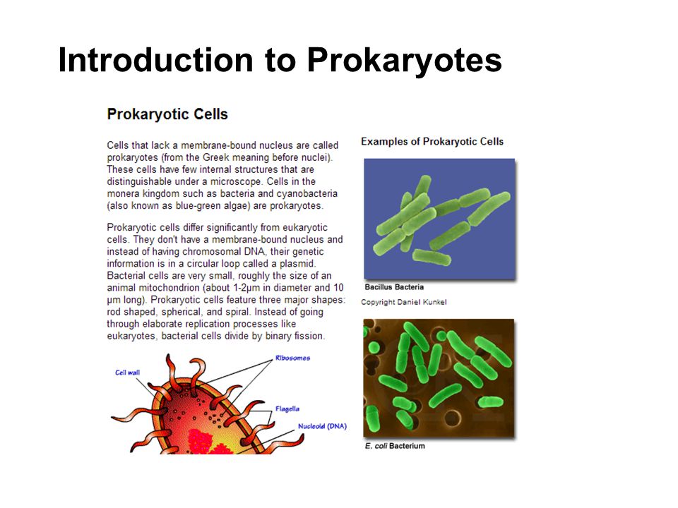 Prokaryotic Cell Structure Ppt Prokaryotic Cell Structure Ppt
