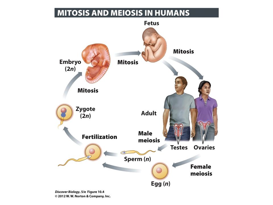 Human Life Cycle Meiosis Human Life Cycle Meiosis