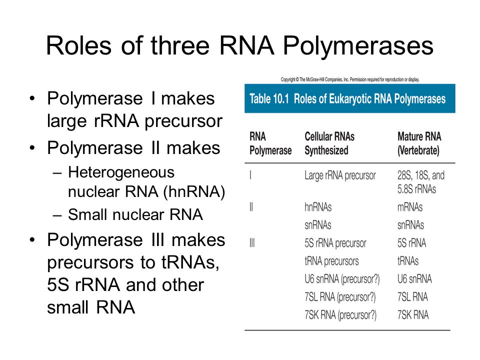 Eukaryotic Rna Polymerase Eukaryotic Rna Polymerase