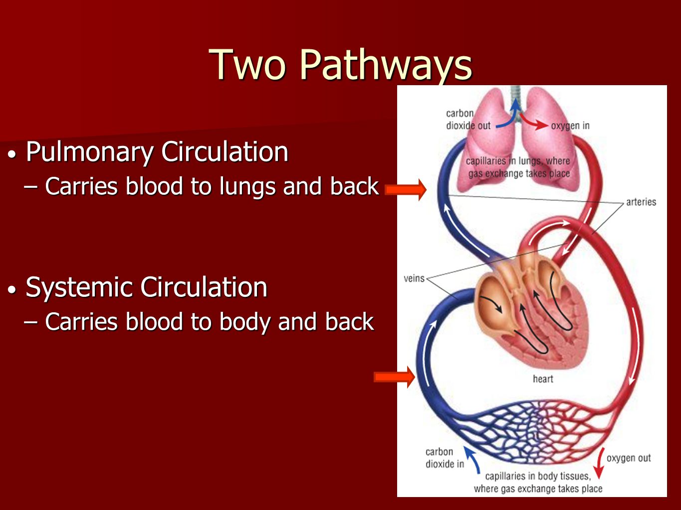 Pulmonary And Systemic Circulation Pathway Pulmonary And Systemic Circulation Pathway