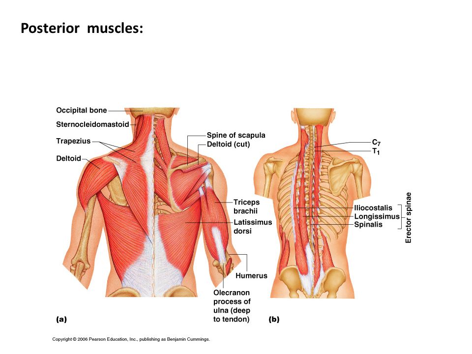 23+ Chapter 6 Muscular System - JordeneKarlie 23+ Chapter 6 Muscular System - JordeneKarlie